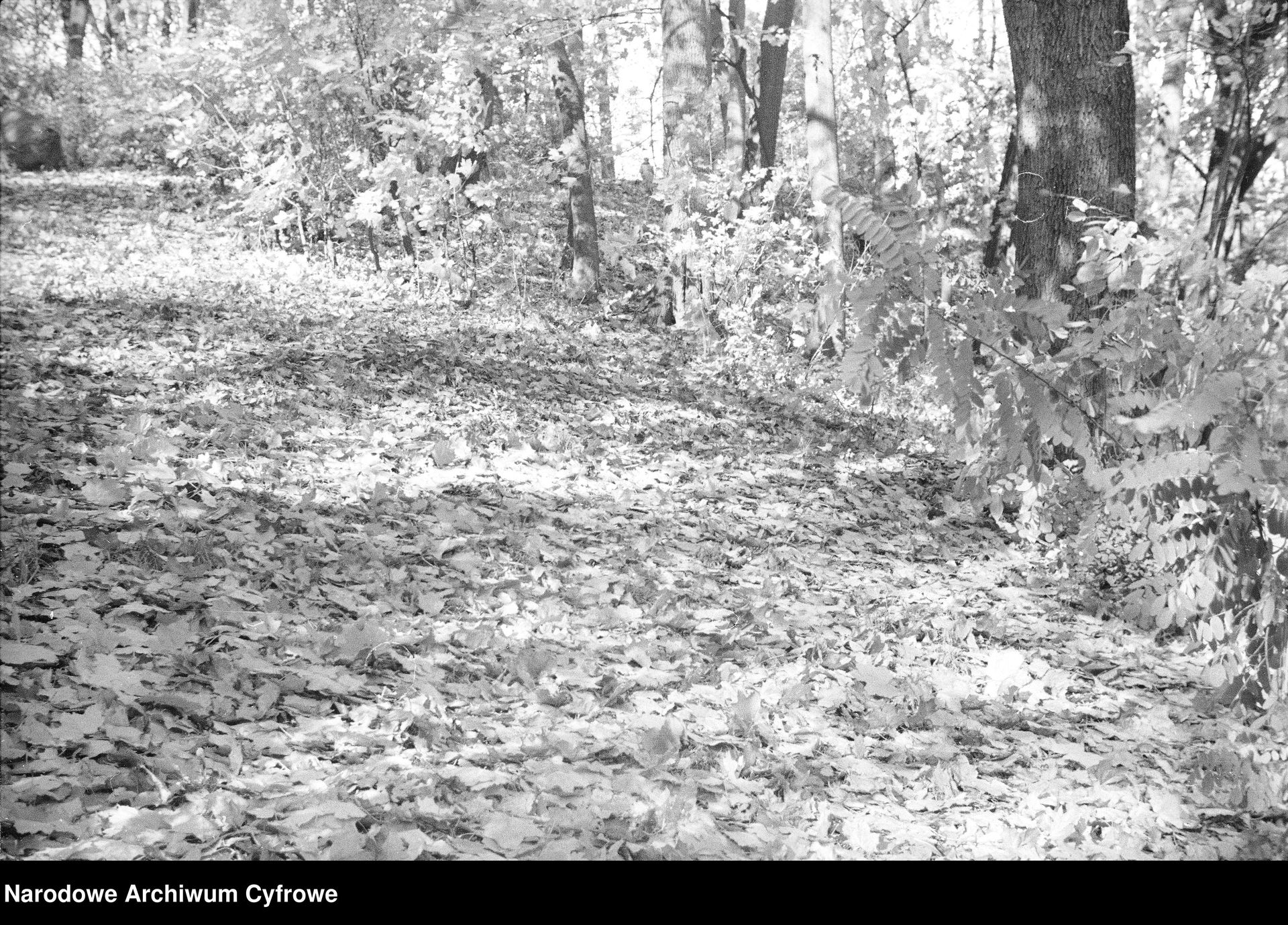 „Pamiętasz była jesień”. Złota pora roku na archiwalnych zdjęciach. Tak ...