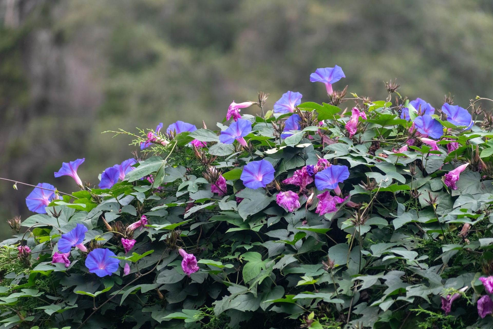 Ipomea, czyli wilec - czy ipomea jest wieloletnia? Jak uprawiać różne ...