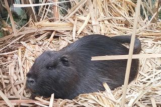 Jeden z najgroźniejszych gatunków inwazyjnych rozplenił się w Krakowie ...