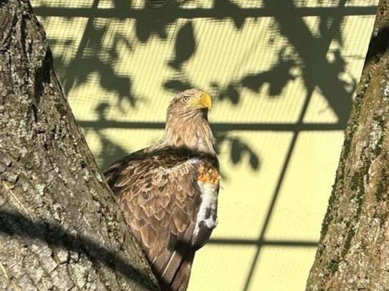 Wielkopolska. Samica bielika wraca na wolność po zderzeniu z pociągiem ...