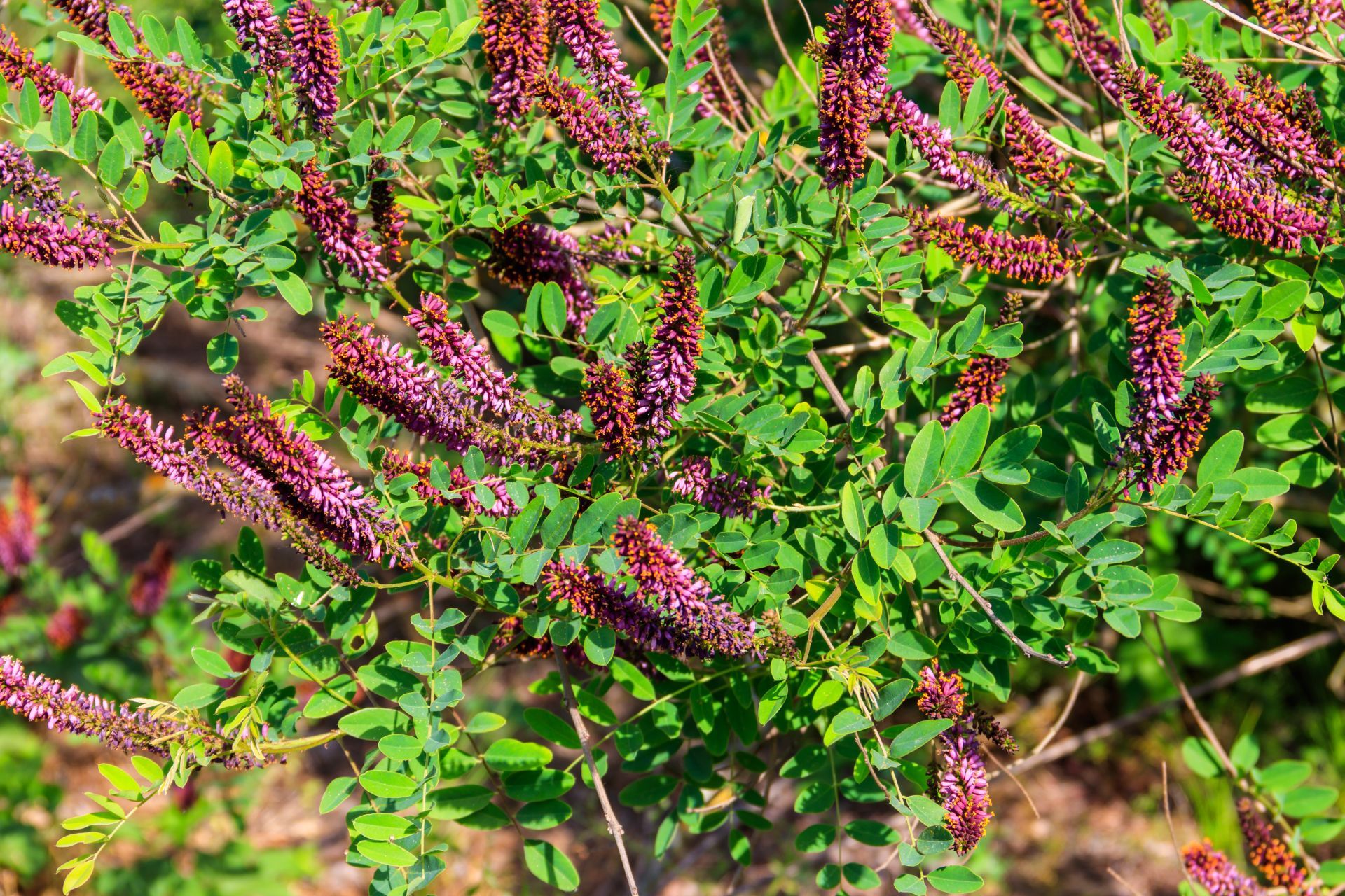 Amorfa krzewiasta (Amorpha fruticosa) - wymagania, uprawa, pielęgnacja ...
