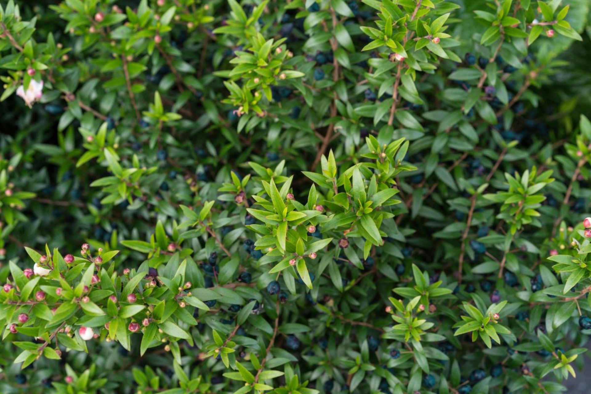 Mirt zwyczajny – uprawa w doniczce i w ogrodzie, pielęgnacja ...