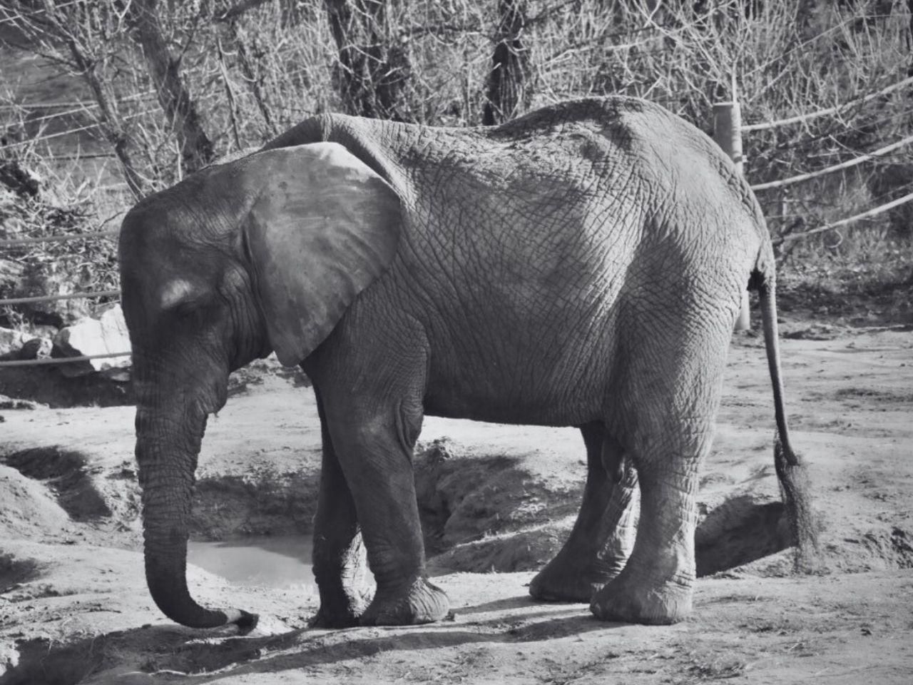 Nie żyje jedna z ikon Śląskiego Ogrodu Zoologicznego. Słonica Kinga ...