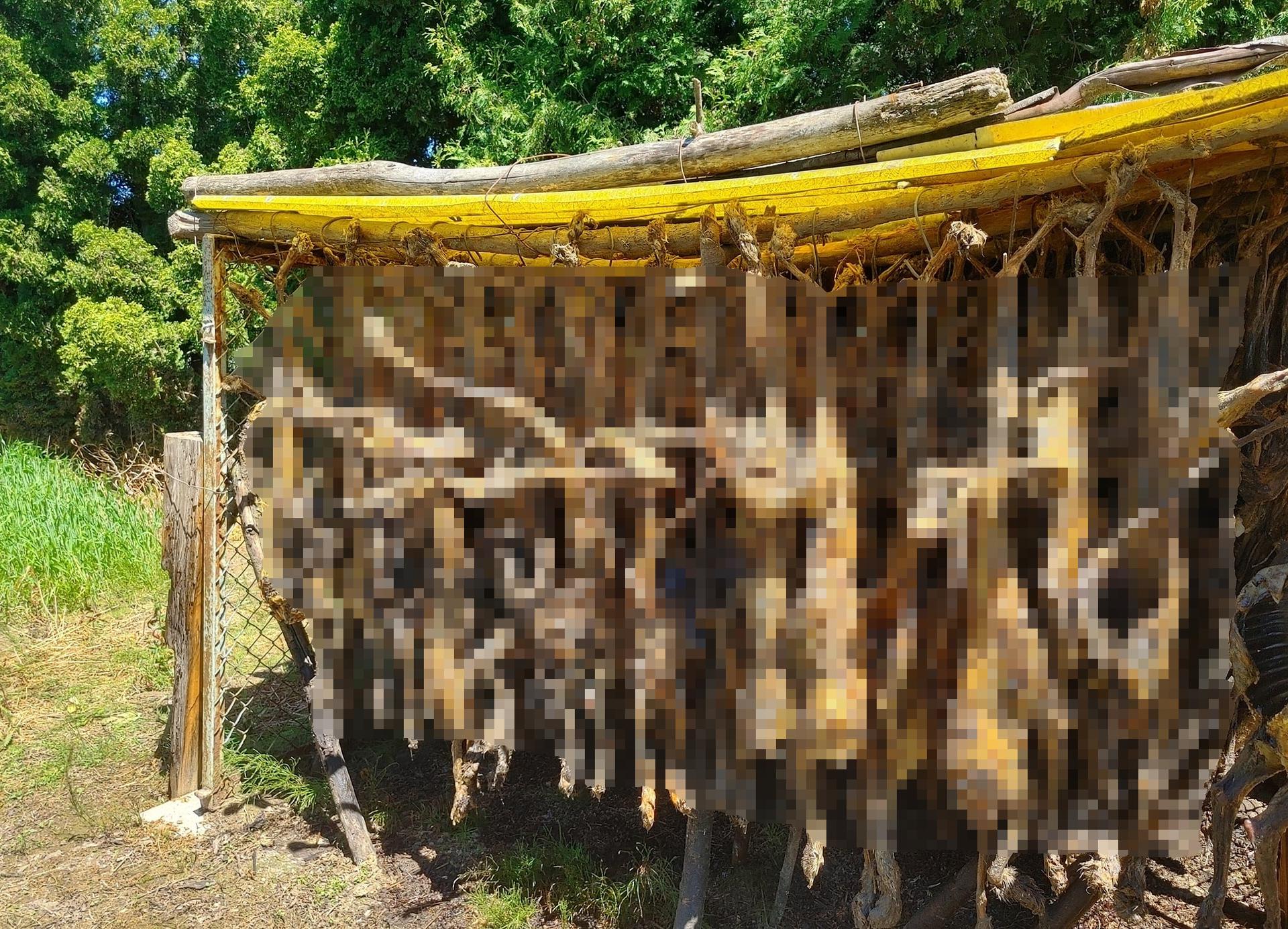 Stasin: Setki martwych zwierząt bez skór i głów! Makabryczne odkrycie ...