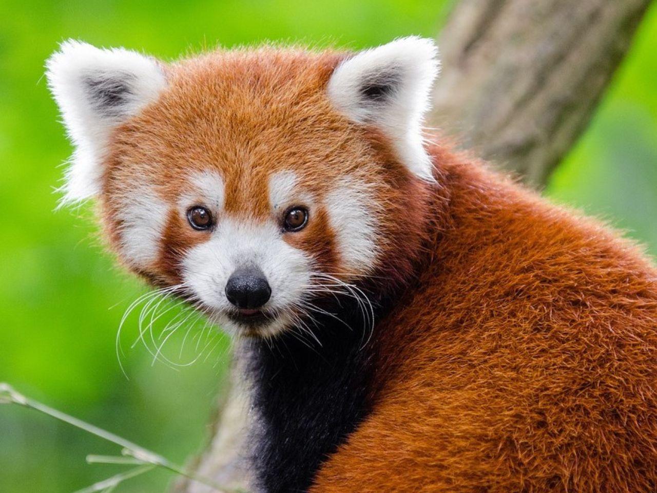 Mała panda ruda z poznańskiego zoo nie ma imienia. Nasi Czytelnicy ...