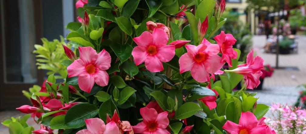 Jak przezimować sundaville w domu? Jak przechowywać sundaville w zimie ...