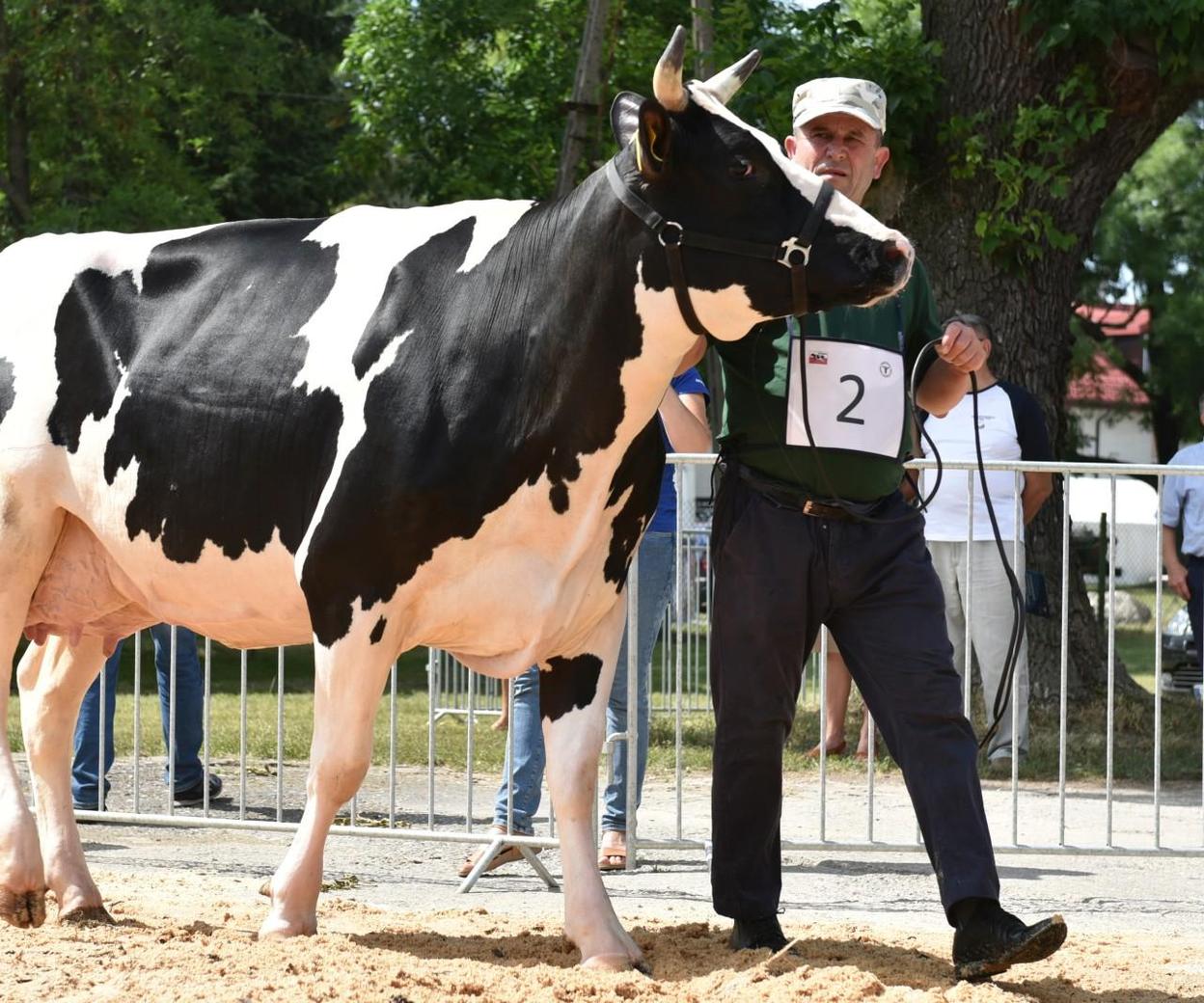 W Świętokrzyskiem jest NAJPIĘKNIEJSZA! Superczempion w swojej kategorii ...