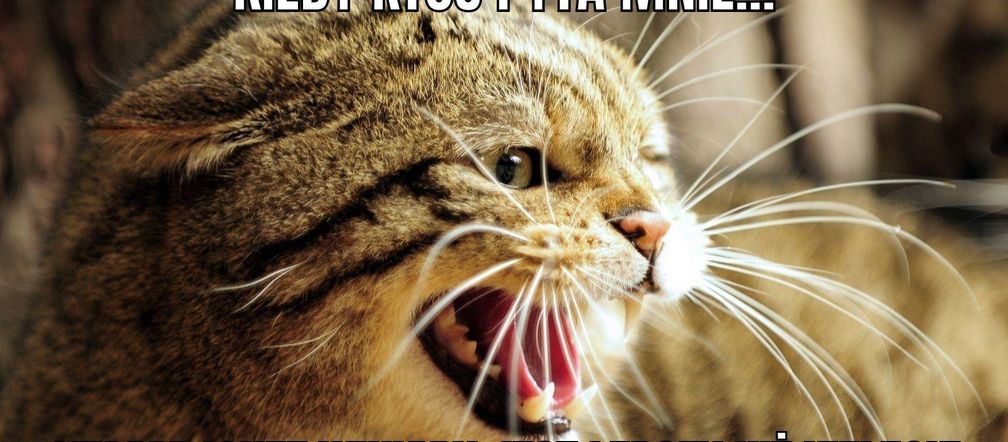 Najnowsze memy o Kielcach. Z czego żartują internauci? Sprawdźcie ...