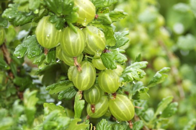 Kiedy sadzić agrest? Obok czego go sadzić? Czego nie lubi agrest ...