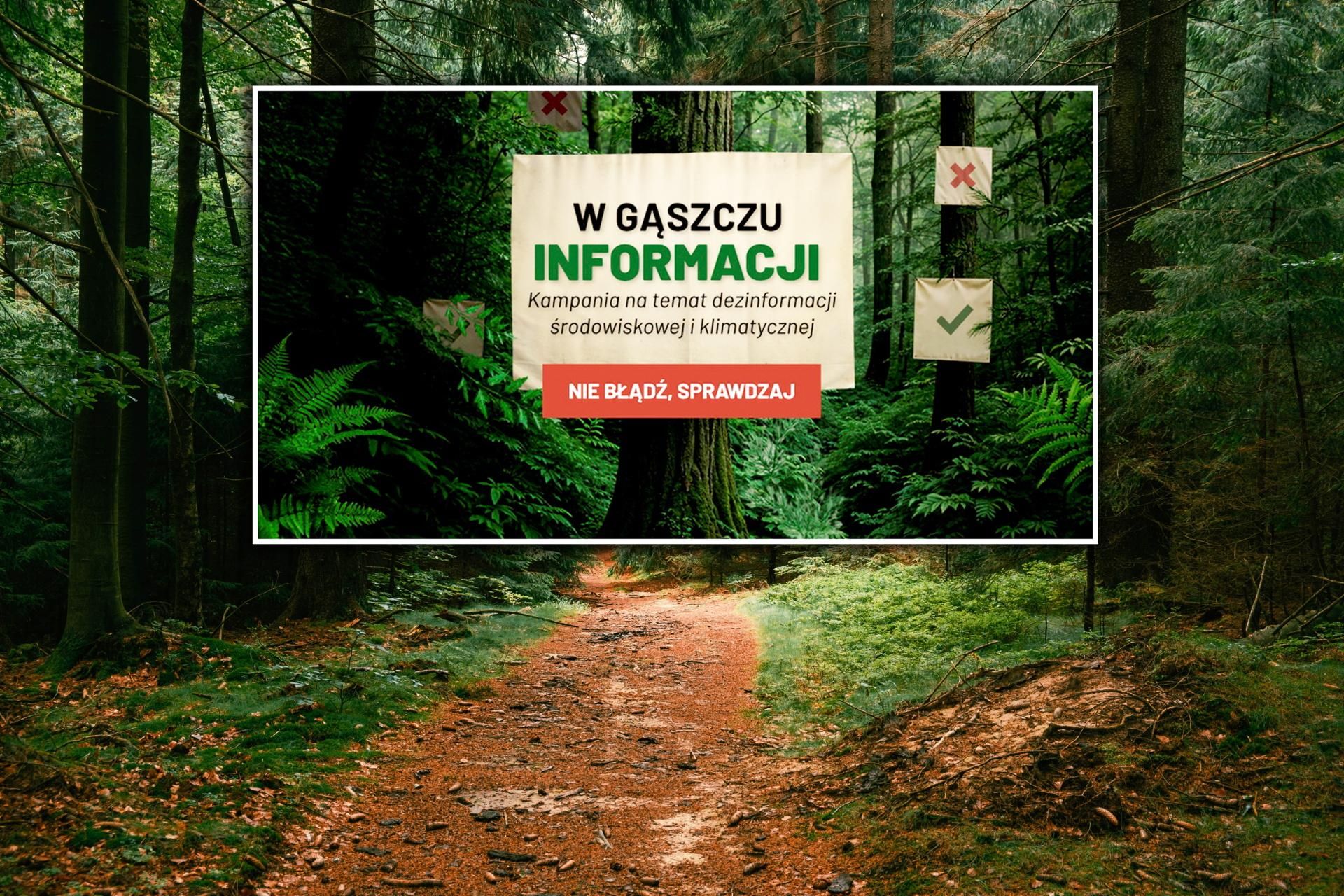 Polacy wierzą w mity o lasach. Lasy Państwowe obalają fake newsy o wycinkach i sadzeniu drzew ...