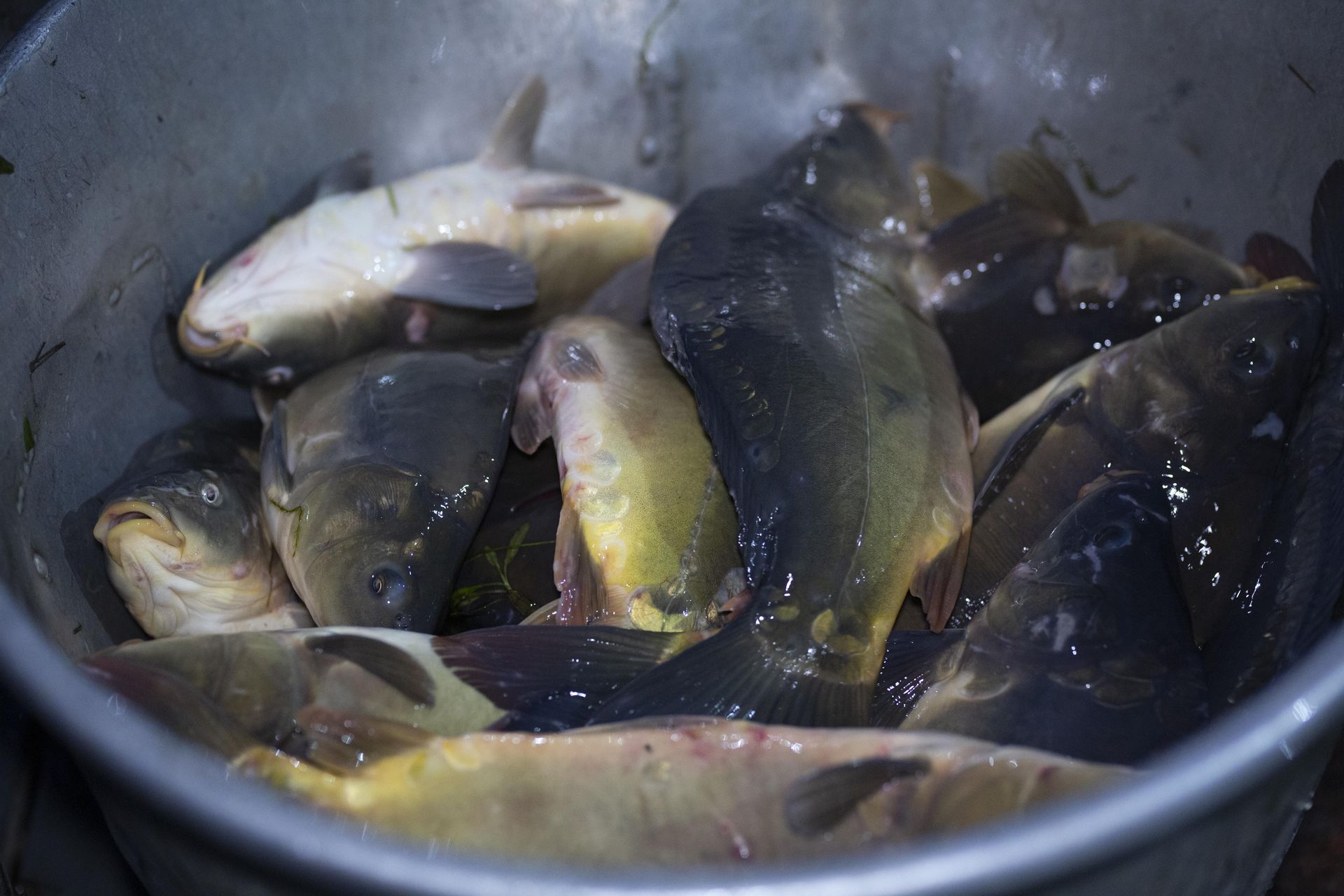 Kraków. Ruszył proces w sprawie karpi uśmierconych na Uniwersytecie Rolniczym - Kraków Radio ESKA