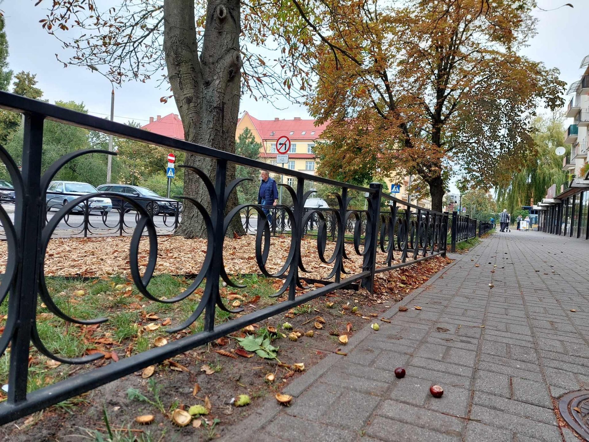 Skup kasztanów w Bydgoszczy. Ile płacą za kilogram kasztanów w skupie ...