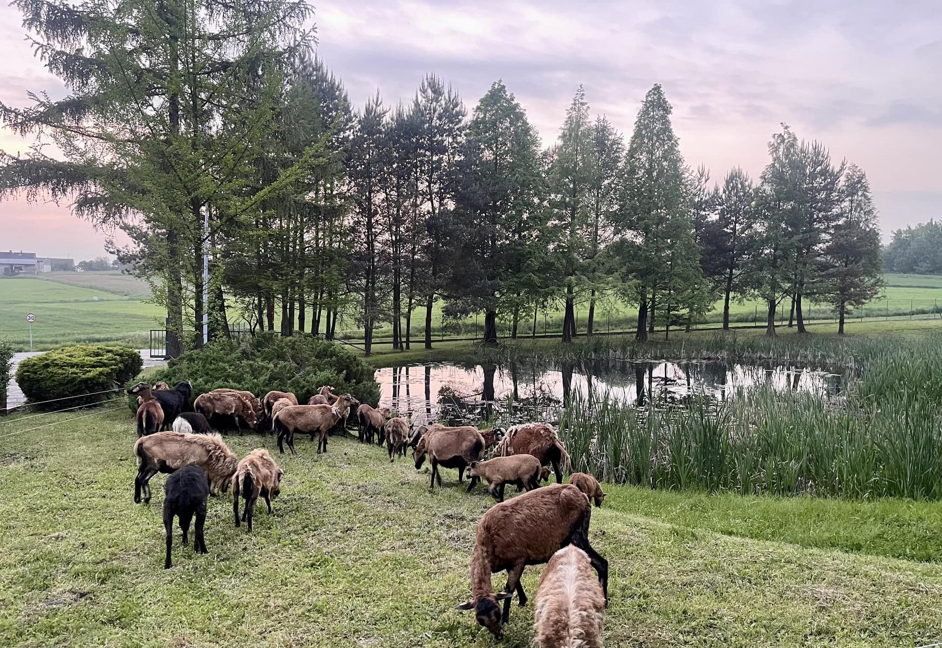 Owce i barany zajmują się raciborskimi trawami. Ekologiczne kosiarki ...