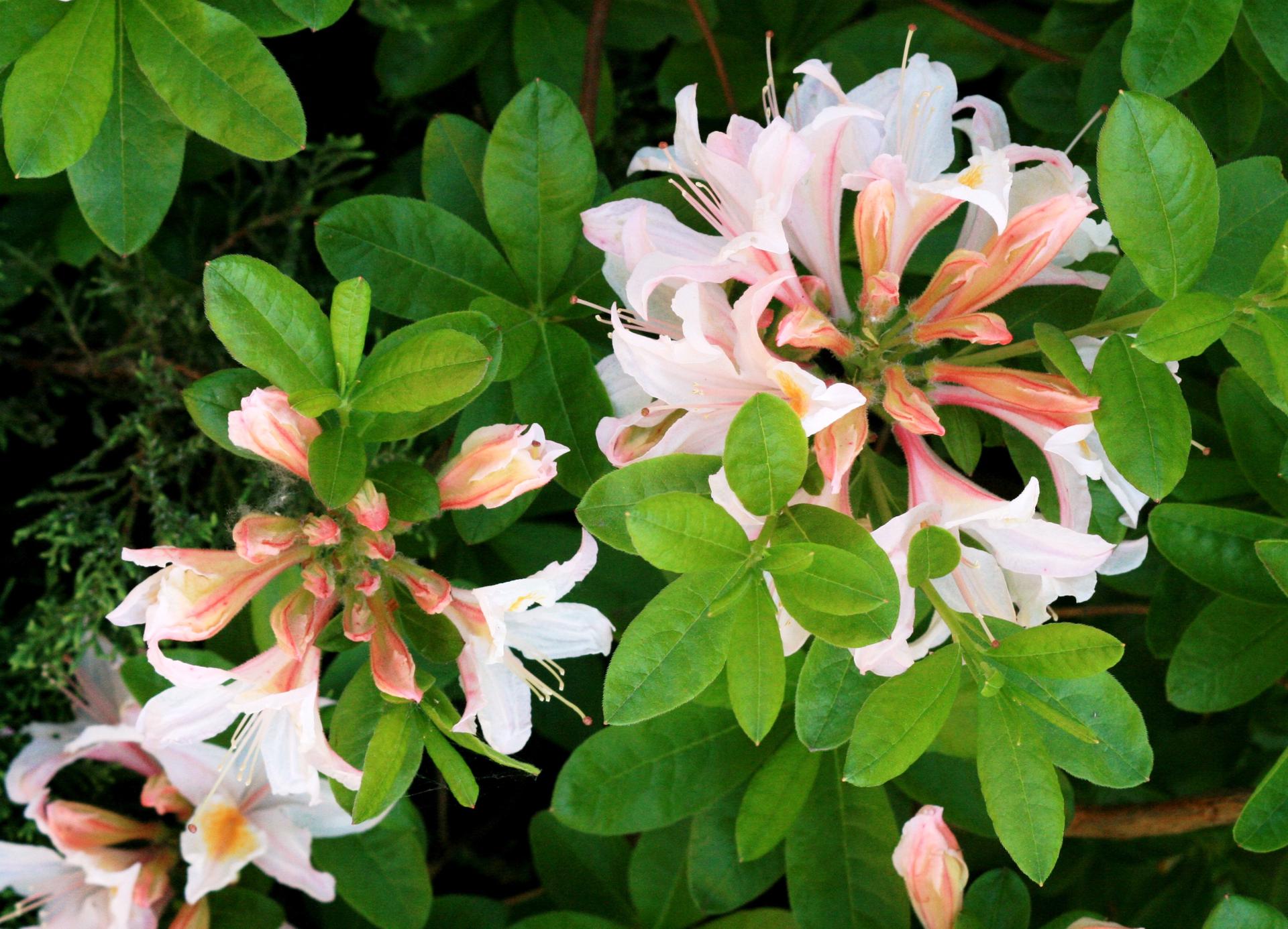 Azalia wielkokwiatowa 'Irene Koster' - Rhododendron 'Irene Koster ...