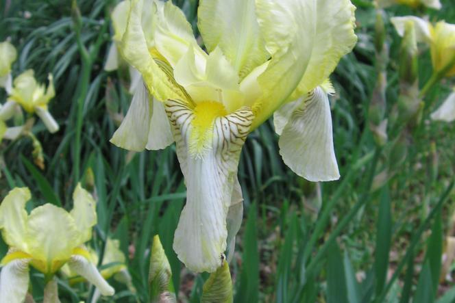Kosaciec bródkowy - Iris x hybrida - Urzadzamy.pl