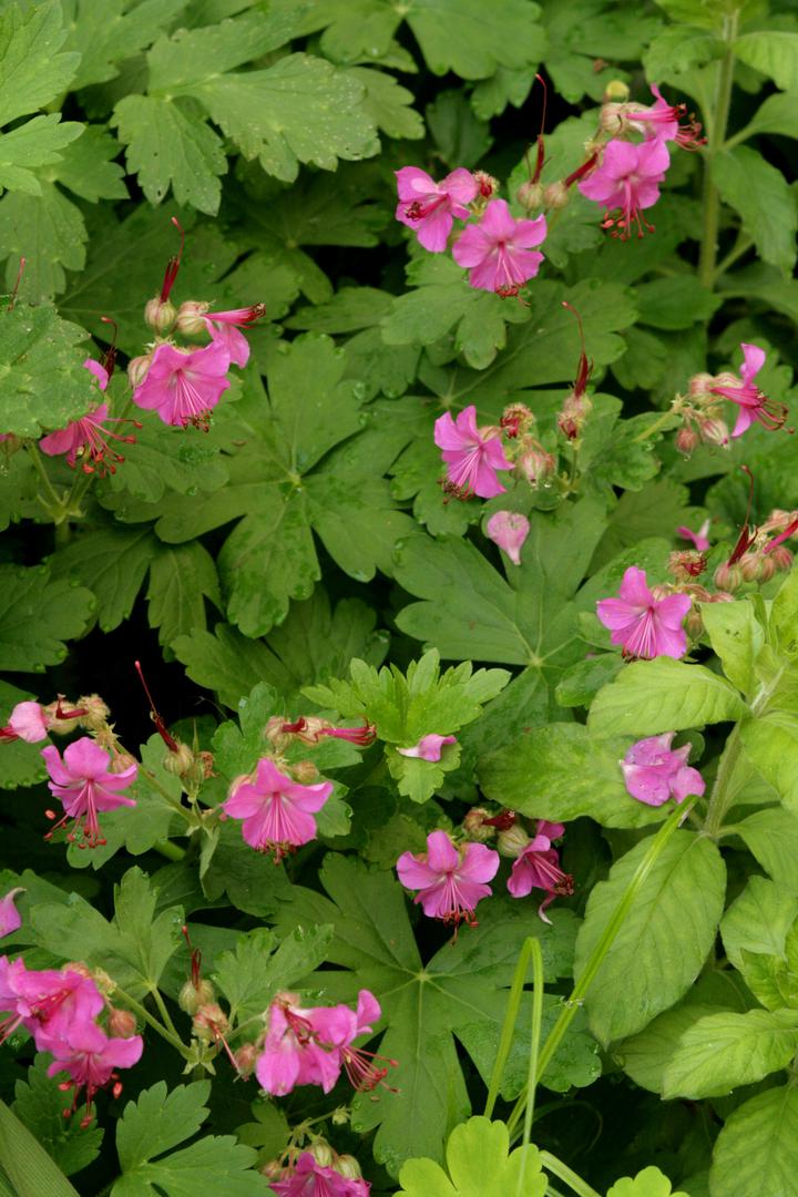 Bodziszek kantabryjski - Geranium x cantabrigense - Urzadzamy.pl