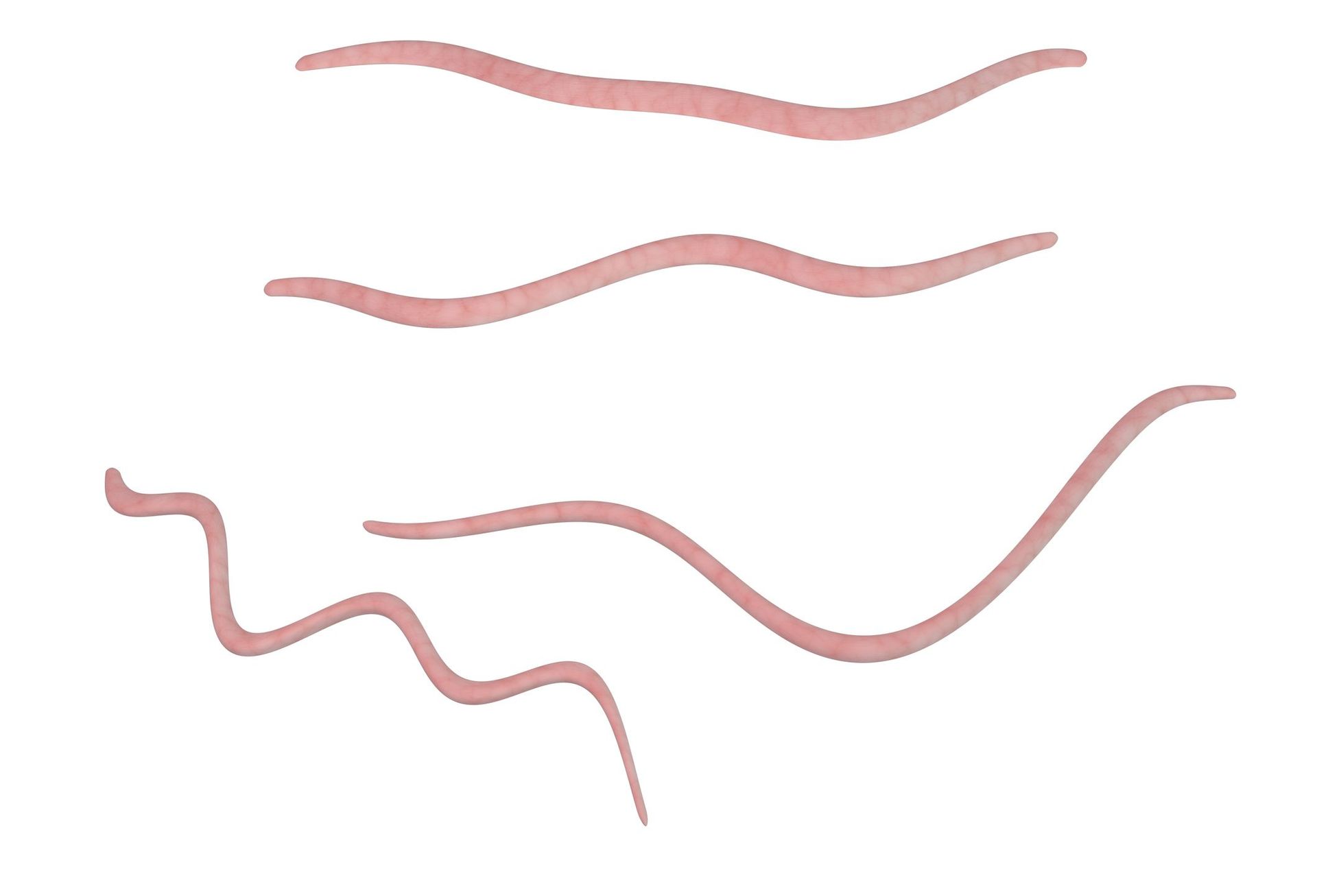 Owsiki - objawy owsików, leczenie i zapobieganie owsicy u dzieci ...