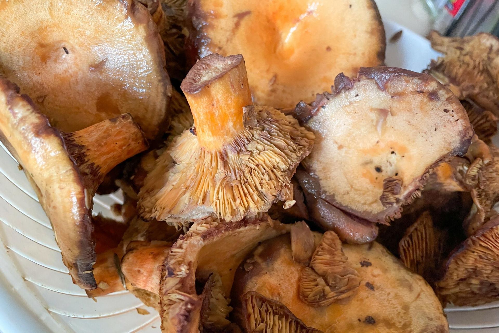 Rydze w Małopolsce w październiku 2025. Gdzie je zbierać? Zapytaliśmy ...