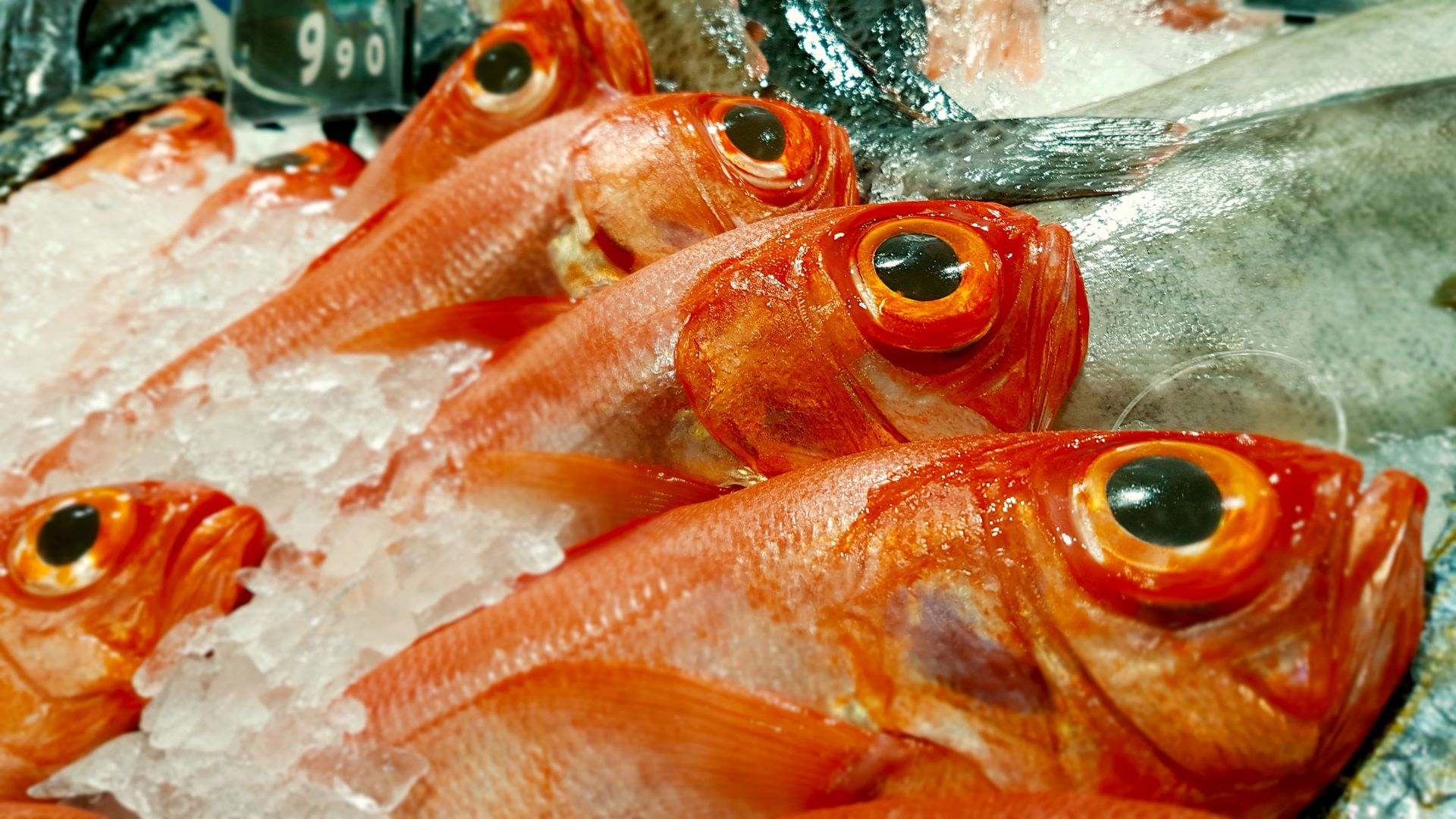 Karmazyn (ryba): wartości odżywcze i właściwości zdrowotne