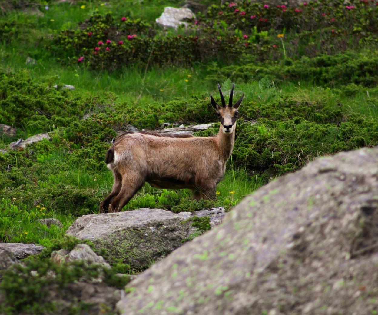 Liczenie kozic w Tatrach 2024. Zwierząt mniej niż w zeszłym roku ...