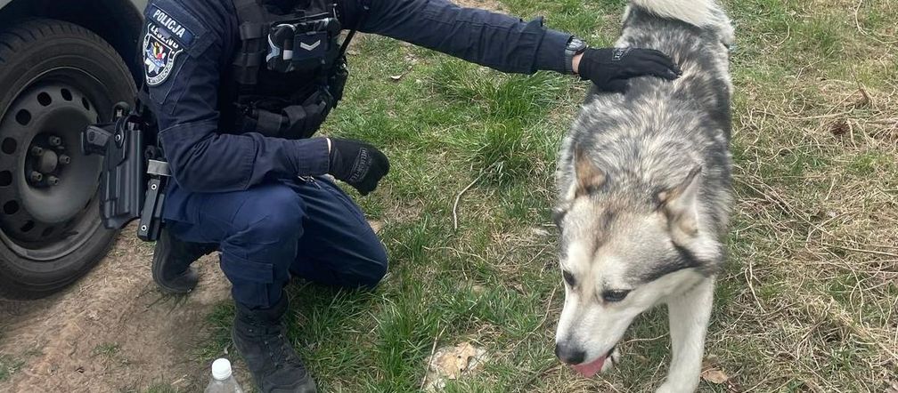 Dwa duże psy biegły... po drodze ekspresowej. Niebezpieczna sytuacja na S5 koło Leszna [ZDJĘCIA ...