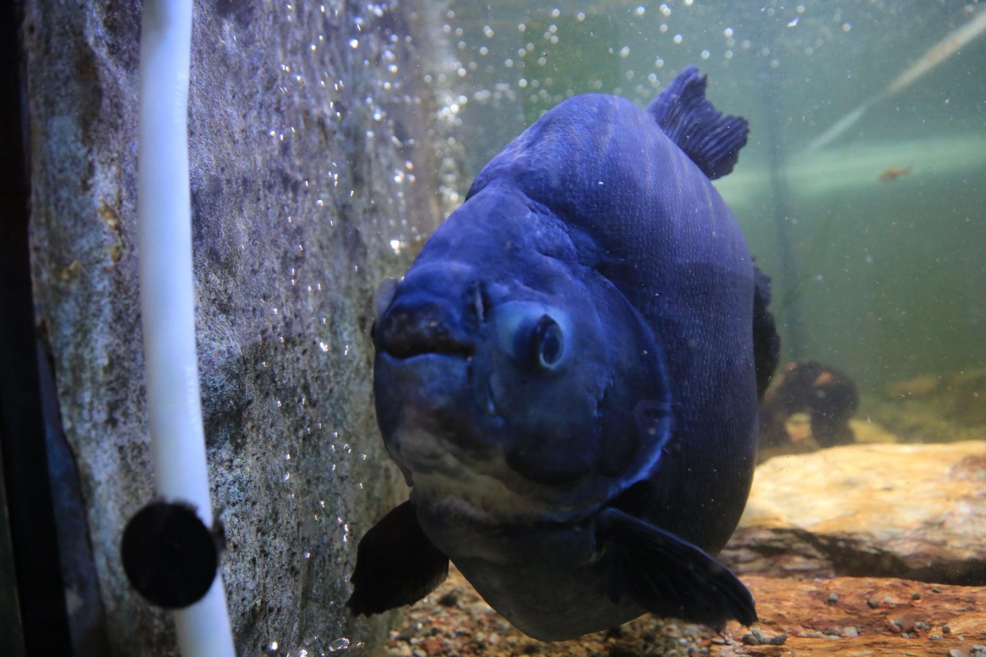 Najstarsza pirania w Polsce straciła swoje akwarium. 40-letnia ryba o ...