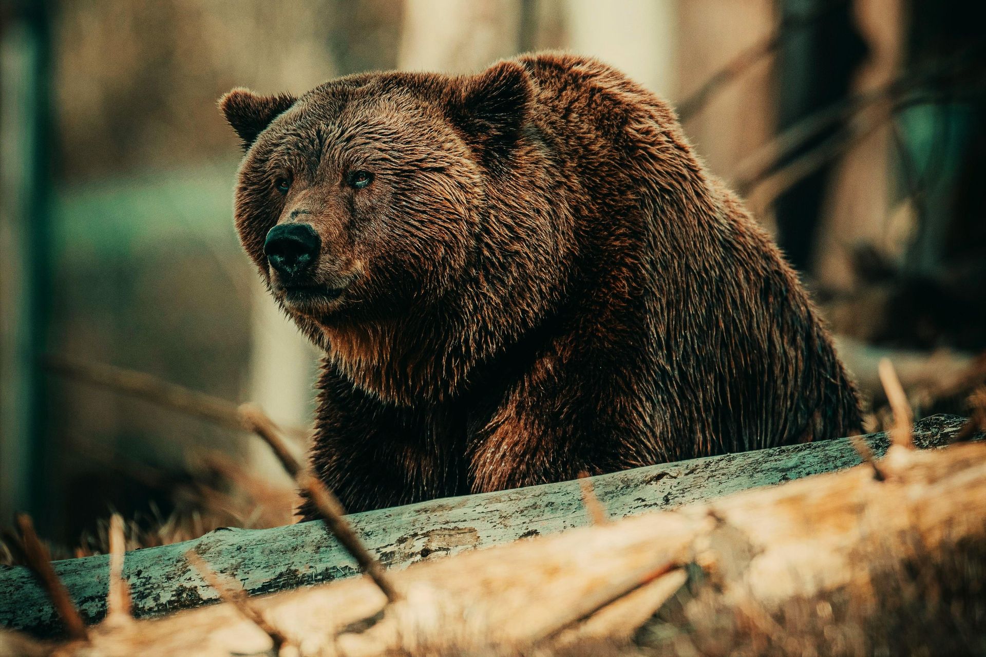 Niedźwiedź przeciął tatrzański szlak na oczach turystów. Mrożące krew w ...