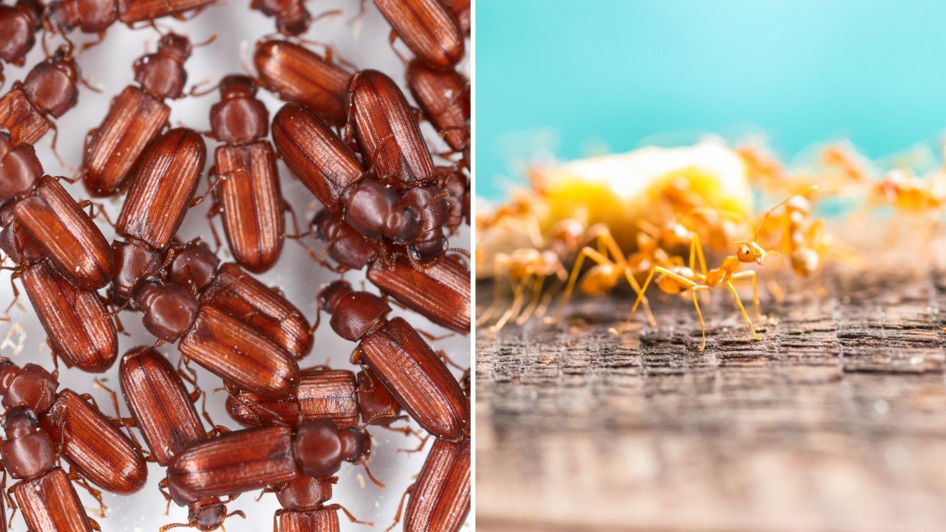 Najczęściej spotykane robaki w domu. Jak się ich pozbyć? - Urzadzamy.pl