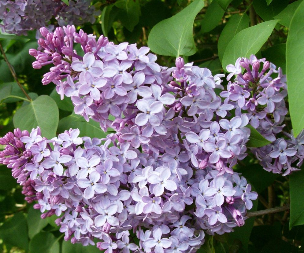 Lilak pospolity (bez lilak) - jak uprawiać lilaki w ogrodzie? Gatunki i ...