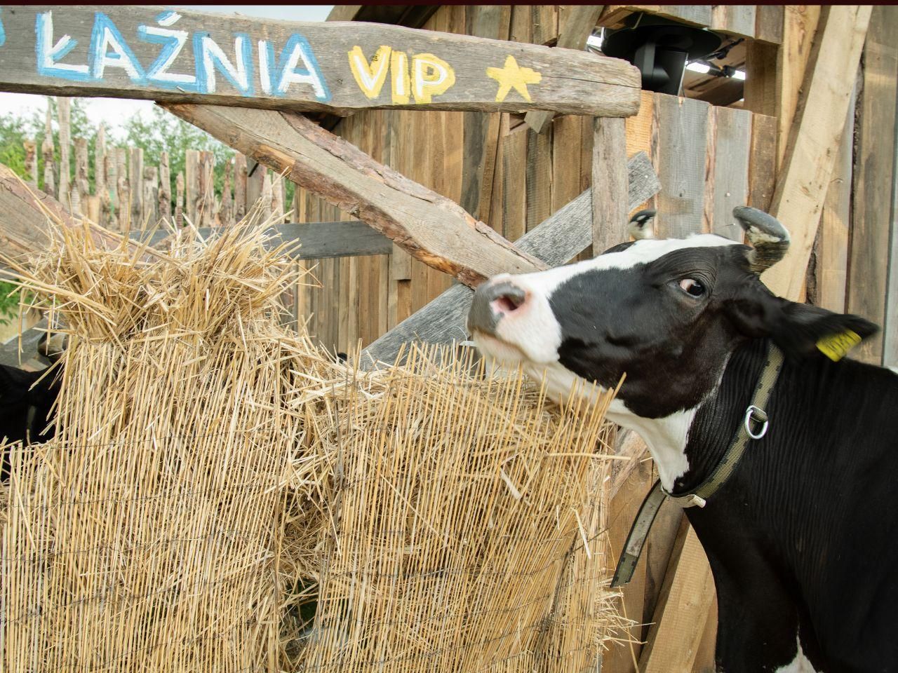 Farma 4. Zamiana ról i konflikty. Kto odpadnie w kolejnym odcinku? - VOX FM