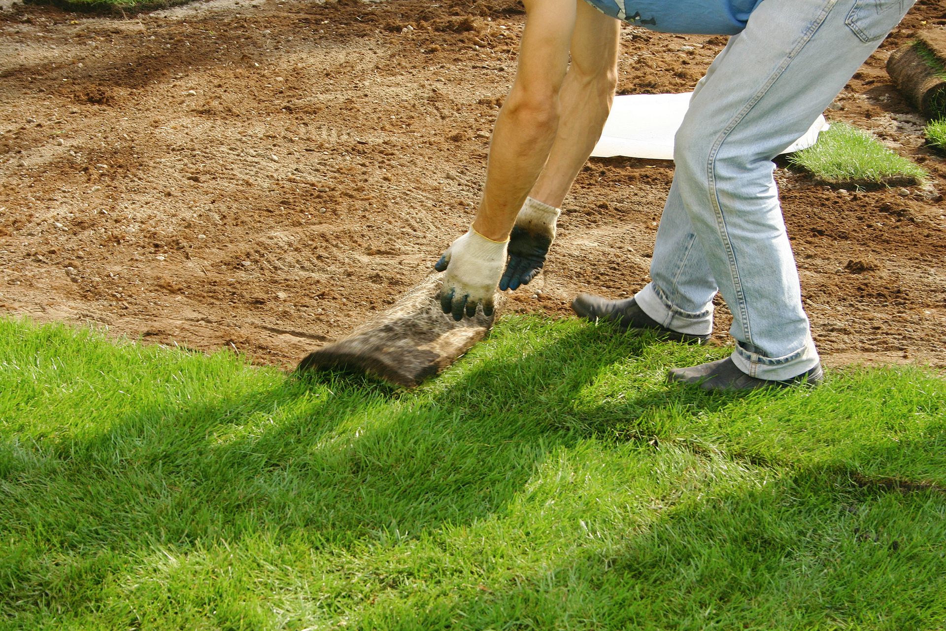 Kiedy dosiewać trawnik i jak często podlewać trawnik? Sprawdź, jak ...