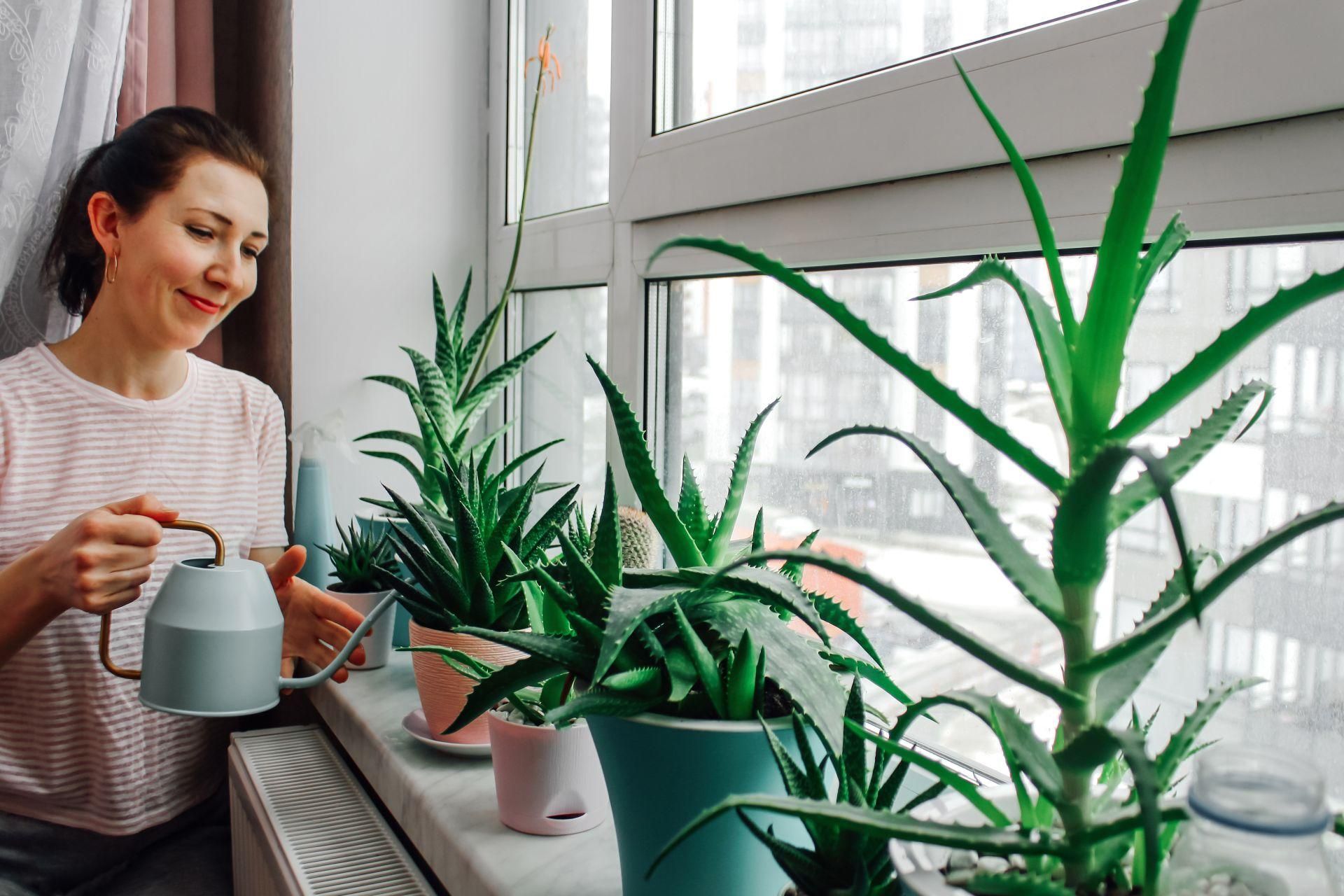 Jak podlewać aloes, żeby wyglądał efektownie i zdrowo? Ważne zasady ...