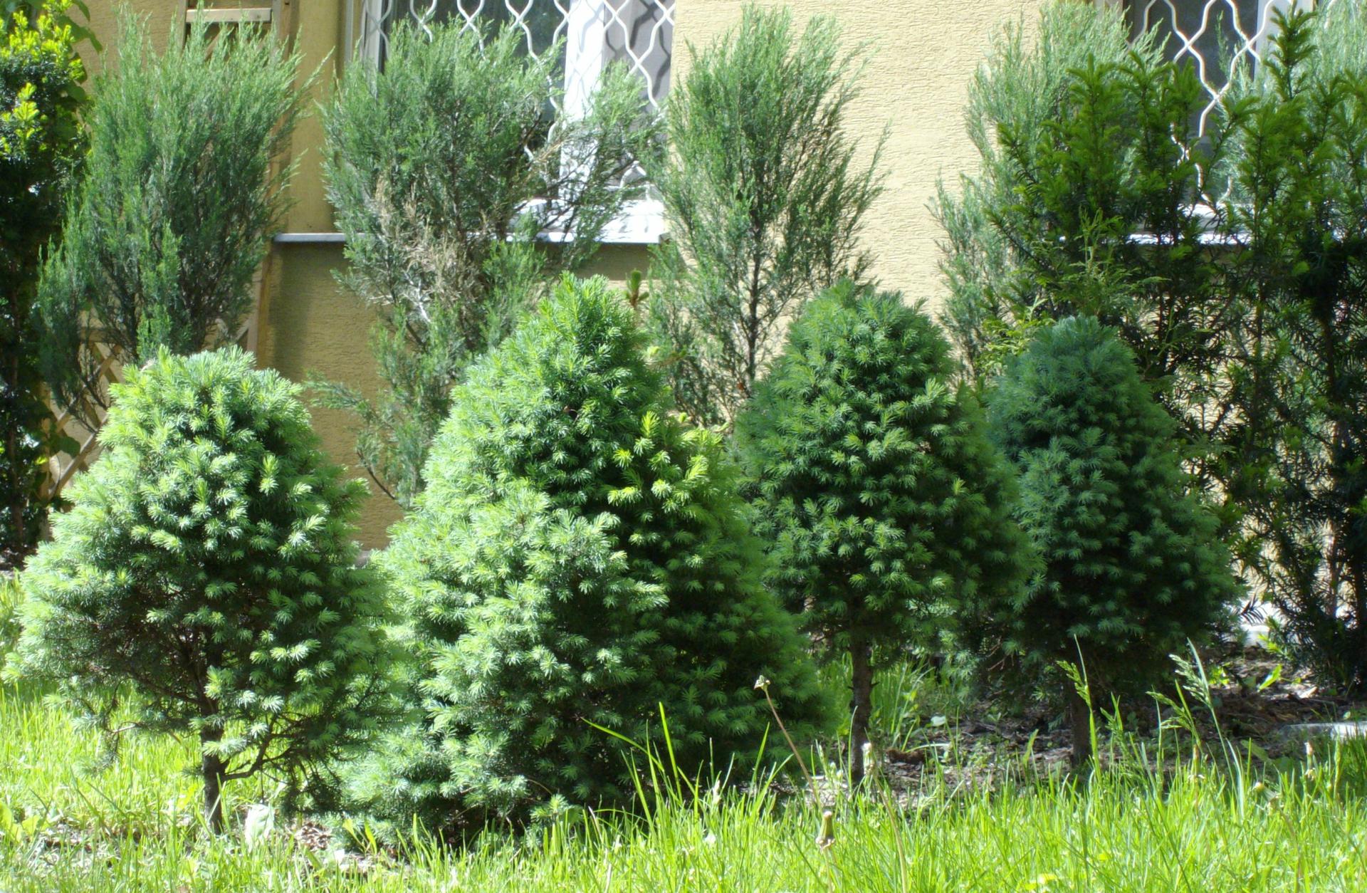 Świerk biały 'Conica' - Picea glauca 'Conica' - Urzadzamy.pl