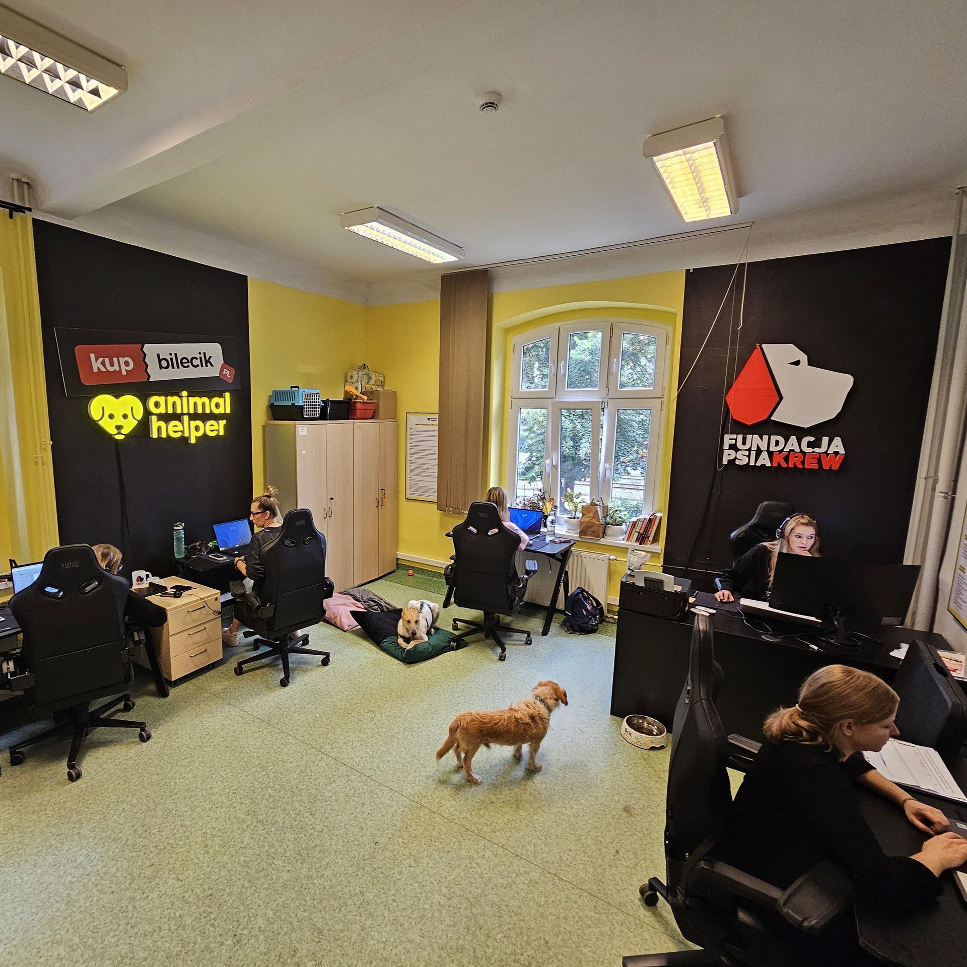 Zwierzęce lustro człowieczeństwa. Przejmujący spot Animal Helper ...