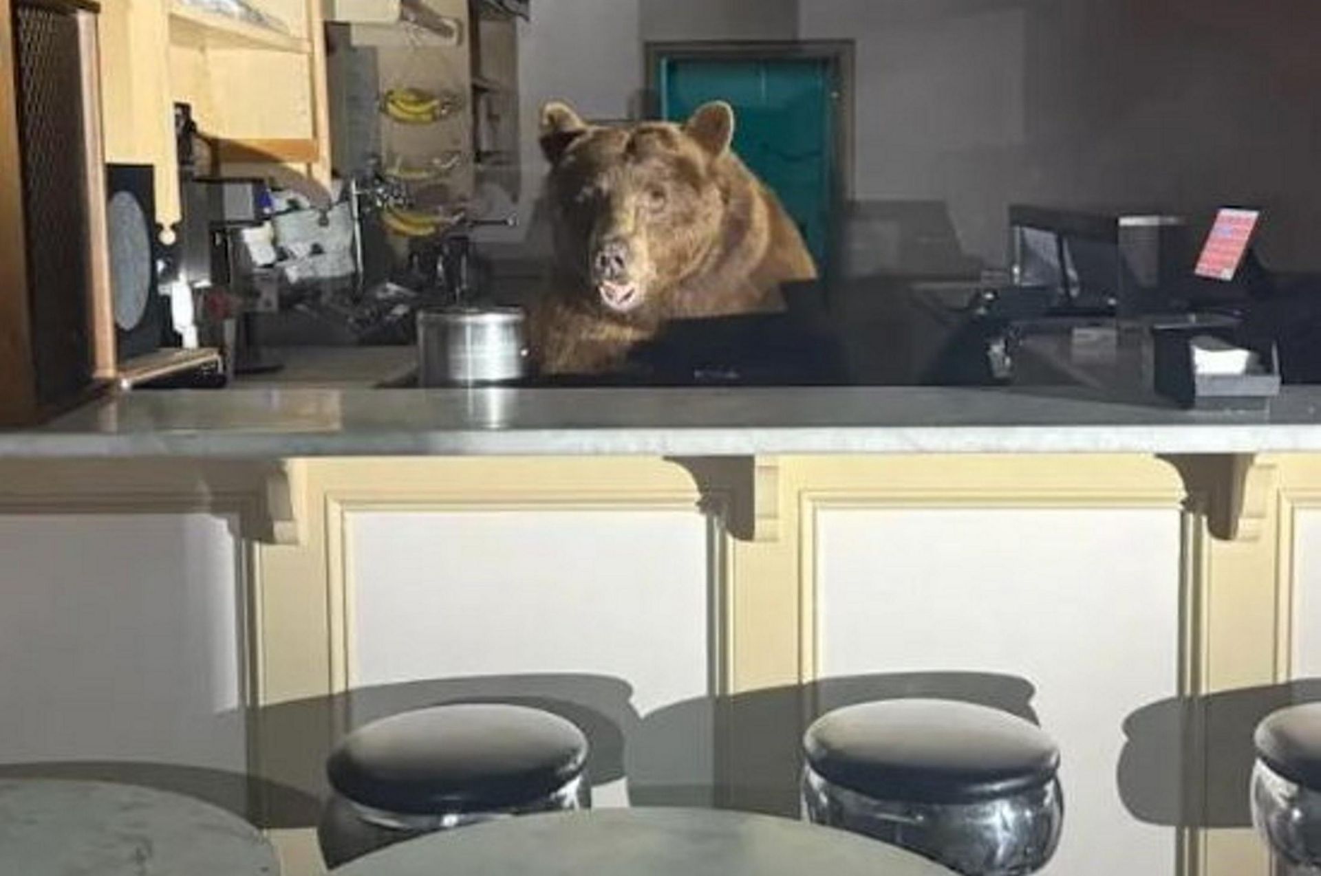 Niedźwiedź w lodziarni nad Jeziorem Tahoe. „Fuzzy” pożarł lody ...