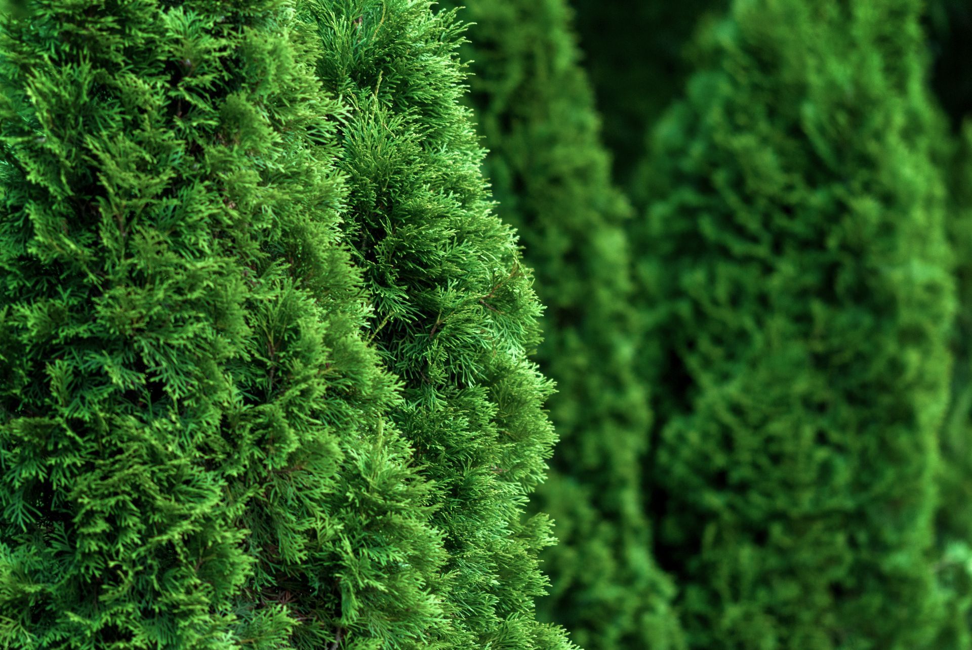 Jakimi roślinami zasłonić tuje? [Porada eksperta] - murator.pl