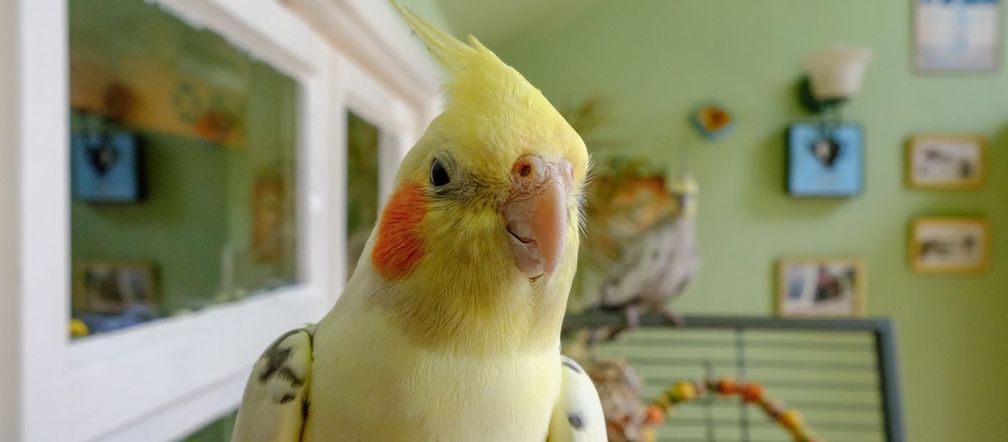 Papuga w domu: gatunki, hodowla. Co jedzą papugi, ile żyją, jak o nie ...