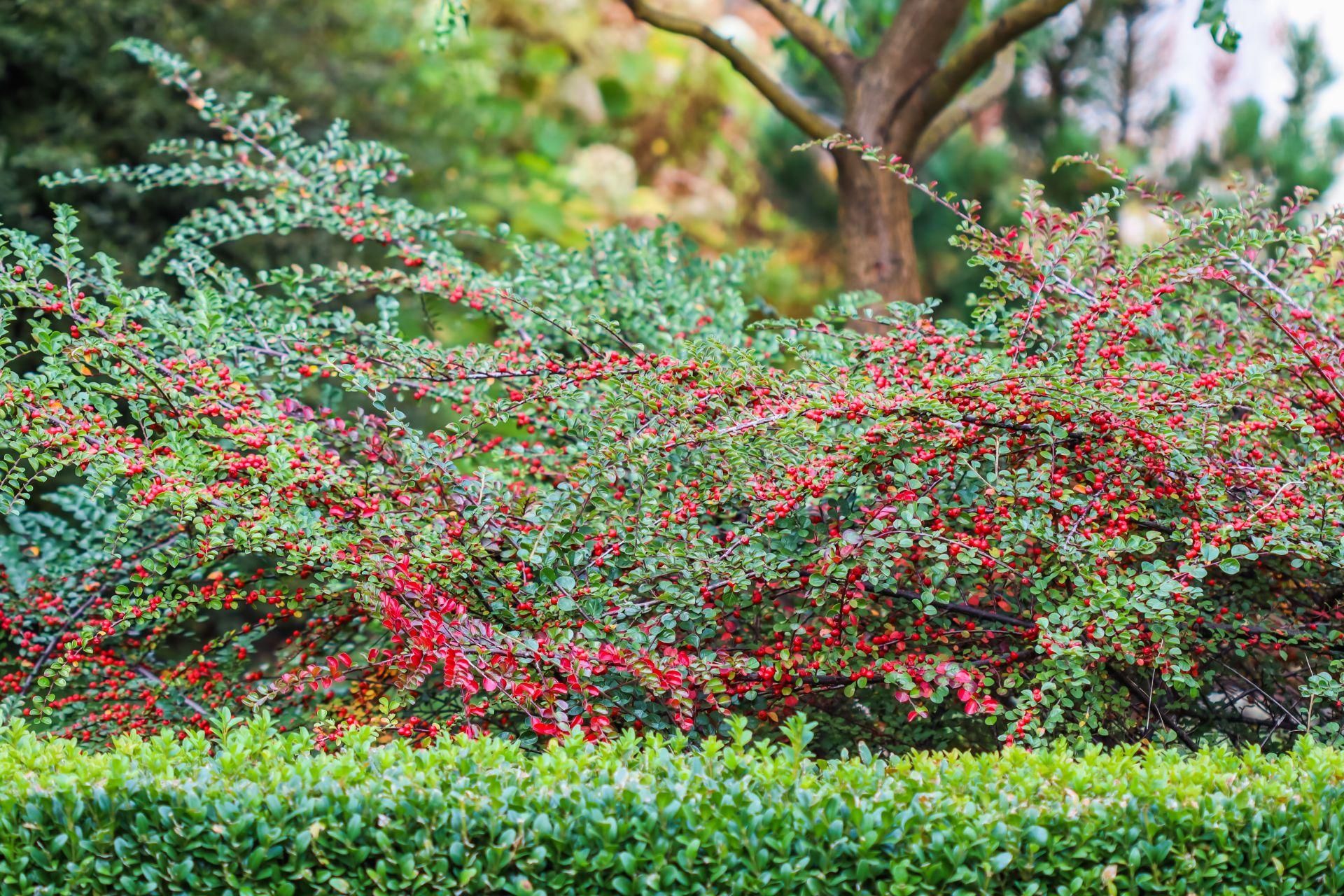 Irga pozioma - wymagania, uprawa, pielęgnacja, zastosowanie - murator.pl