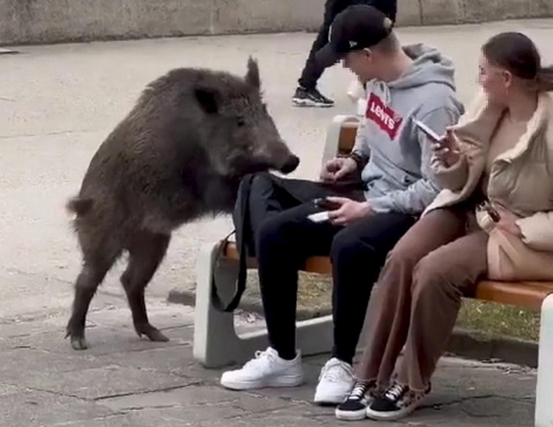 Dzik z Gdyni podbija internet. Nagranie hitem na TikToku - Trójmiasto ...