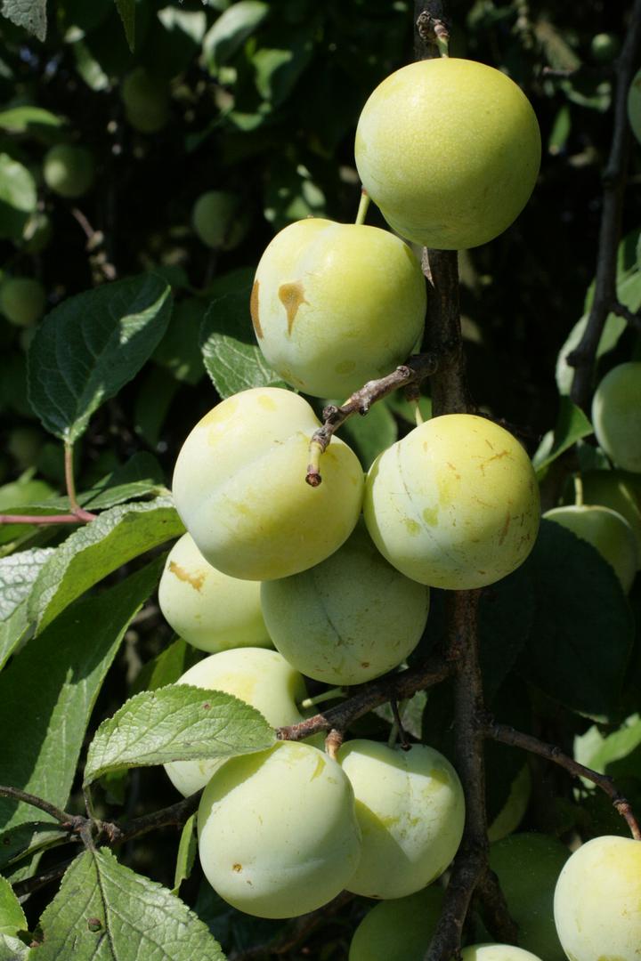 Śliwa ‘Renkloda Ulena’ - Prunus domestica 'Renkloda Ulena' - Urzadzamy.pl