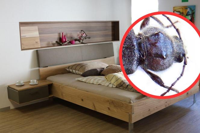 owady w domu - wiadomości, informacje - ESKA.pl