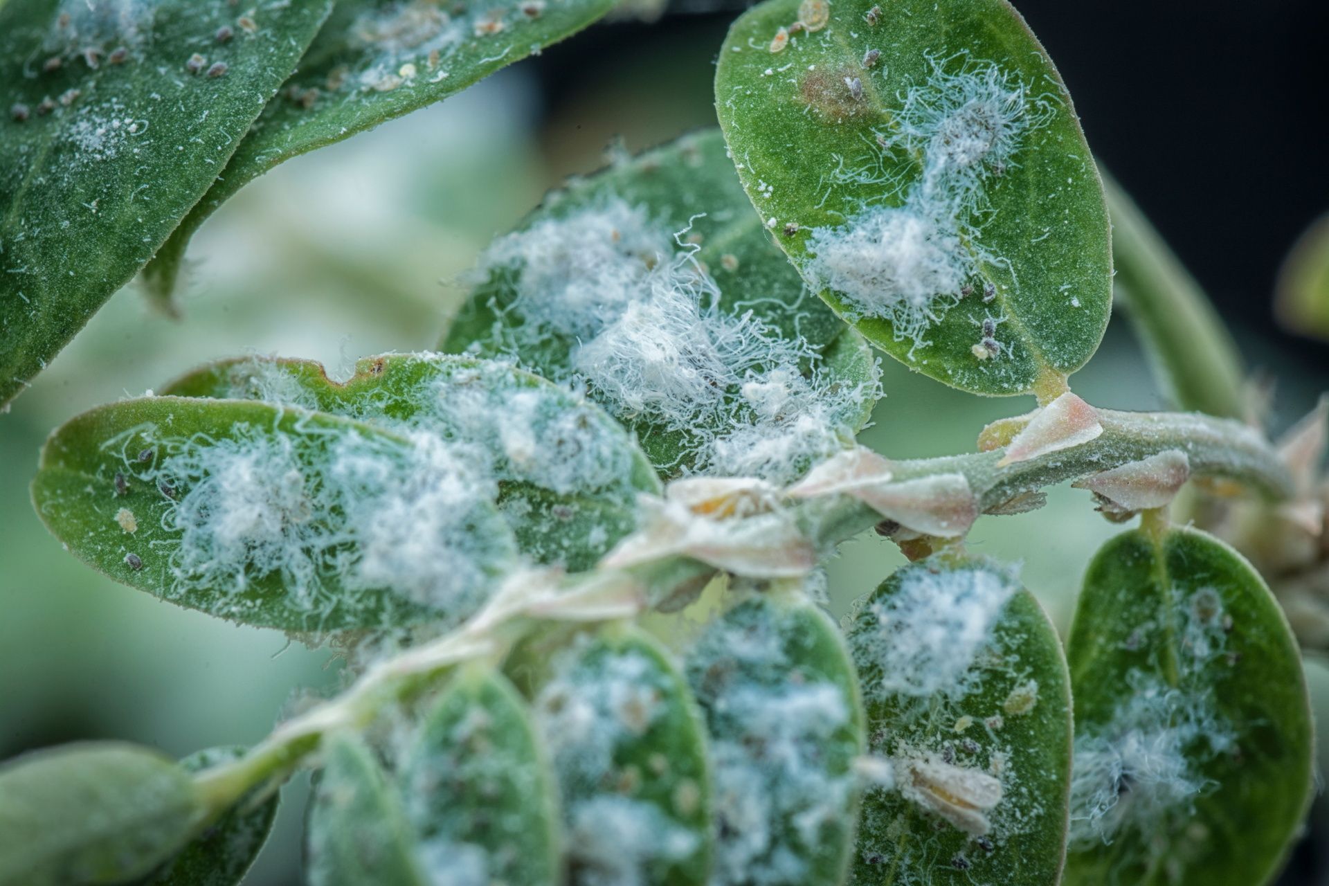 Wełnowiec. Okropny szkodnik zostawia biały nalot na kwiatach ...