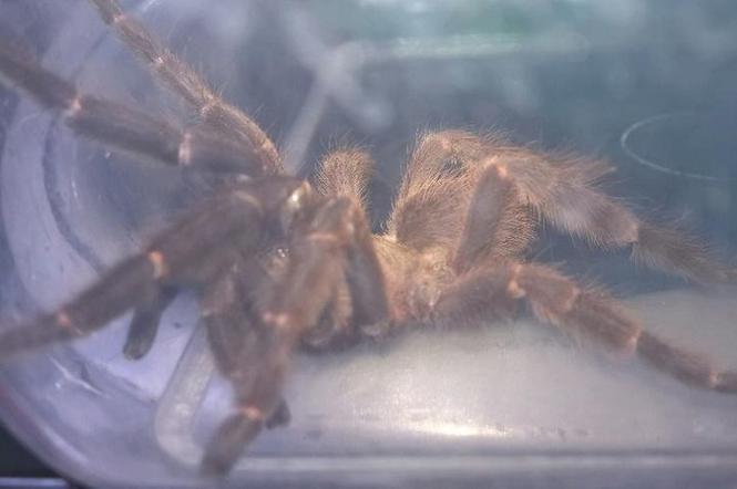 Mieszkańcy bloku na os. Rusa w trakcie sprzątania natknęli się na ...
