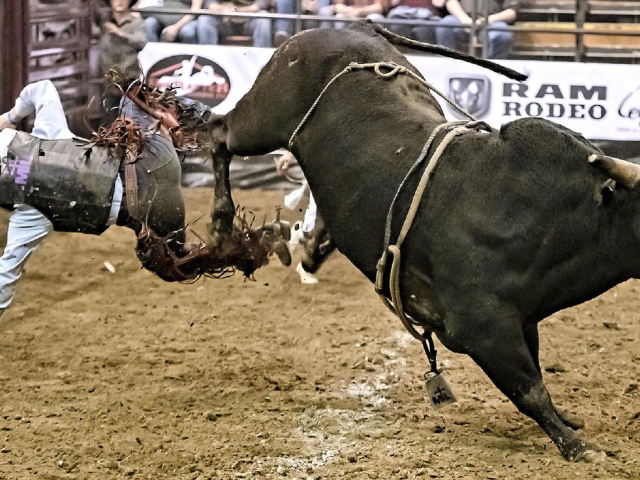 Gliwice zakazały ujeżdżania byków! Rodeo zostało odwołane - Śląsk ...