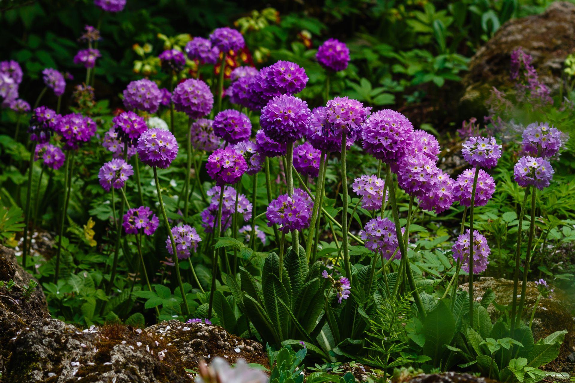 Pierwiosnek ząbkowany - Primula denticulata - Urzadzamy.pl