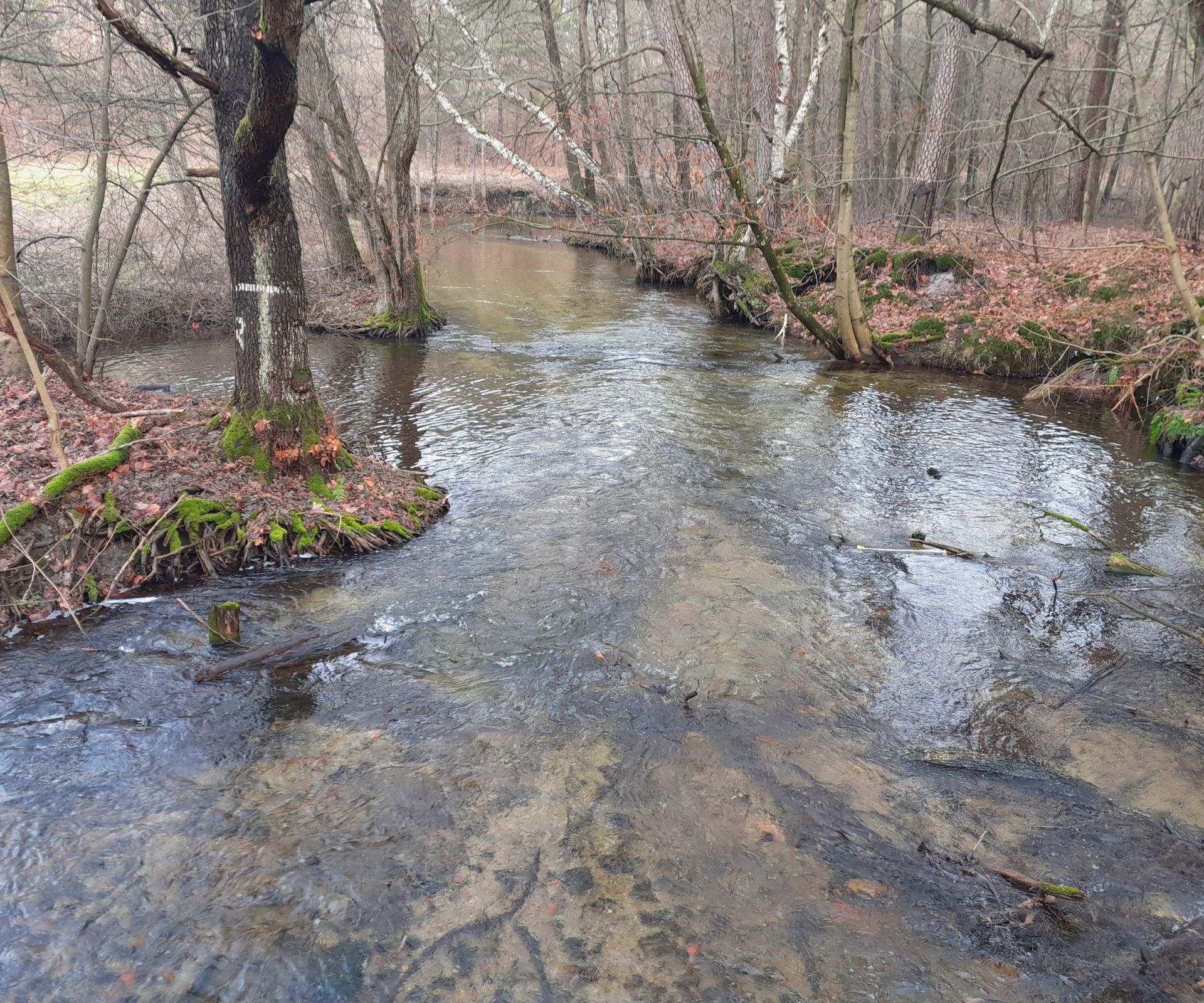 Pasłęka to jedna z najpiękniejszych warmińskich rzek. Jej stan się ...