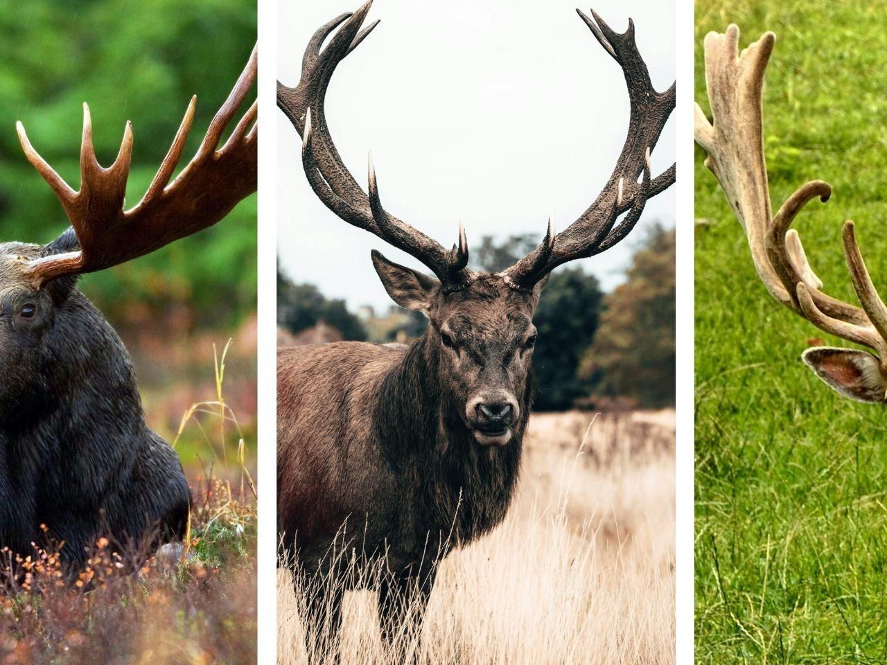 Skupy poroża w Bydgoszczy. Gdzie sprzedać poroże znalezione w lesie ...