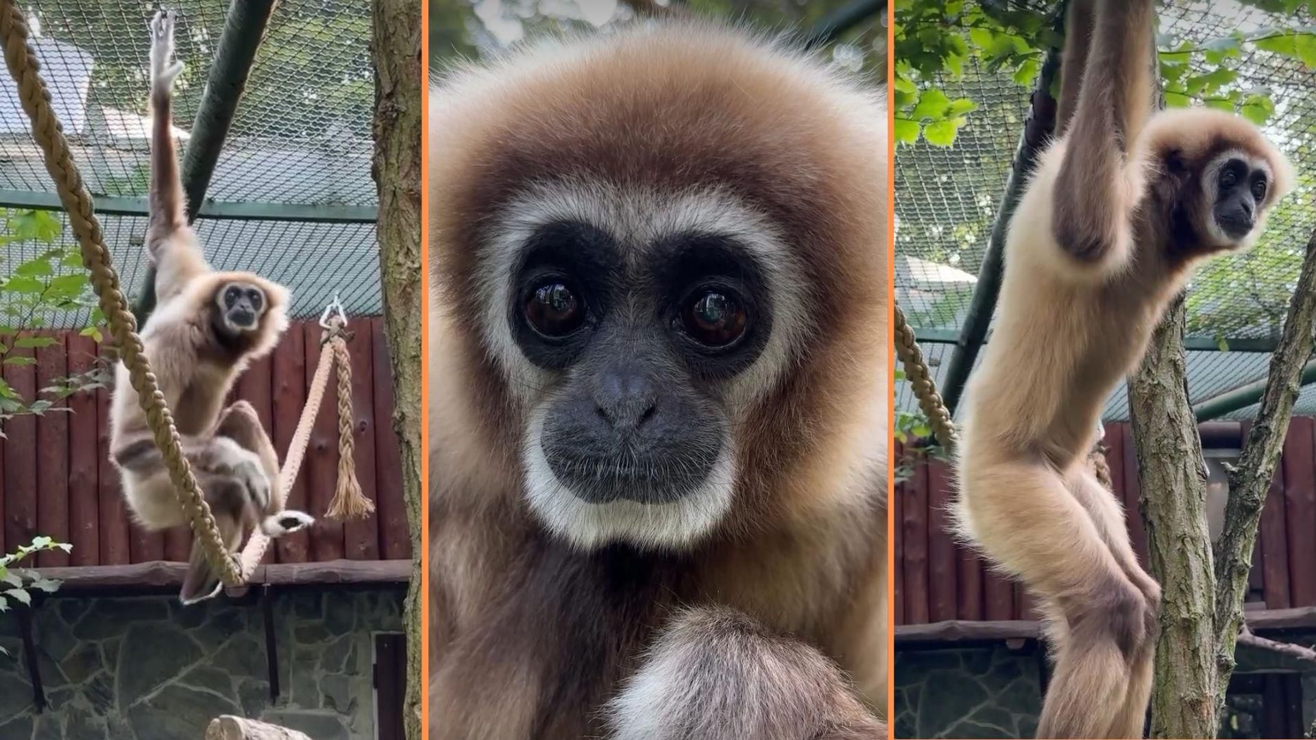 Gibek z ZOO Wrocław ma 45 lat. To jeden z najstarszych gibonów na ...