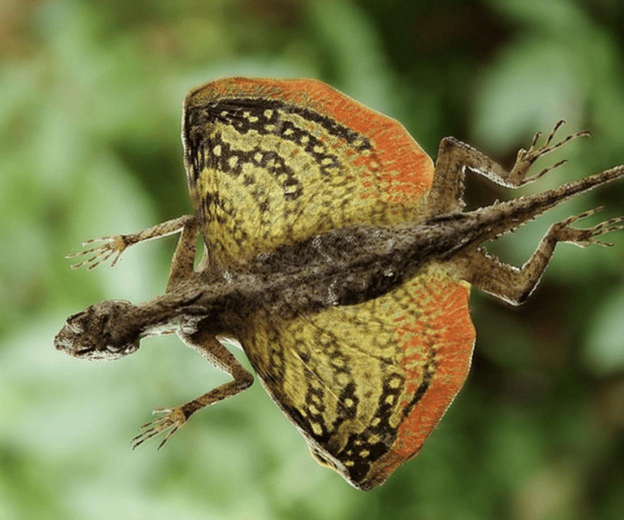 Smoki istnieją. Zobaczcie jak wygląda niezwykły latający gad! [WIDEO ...