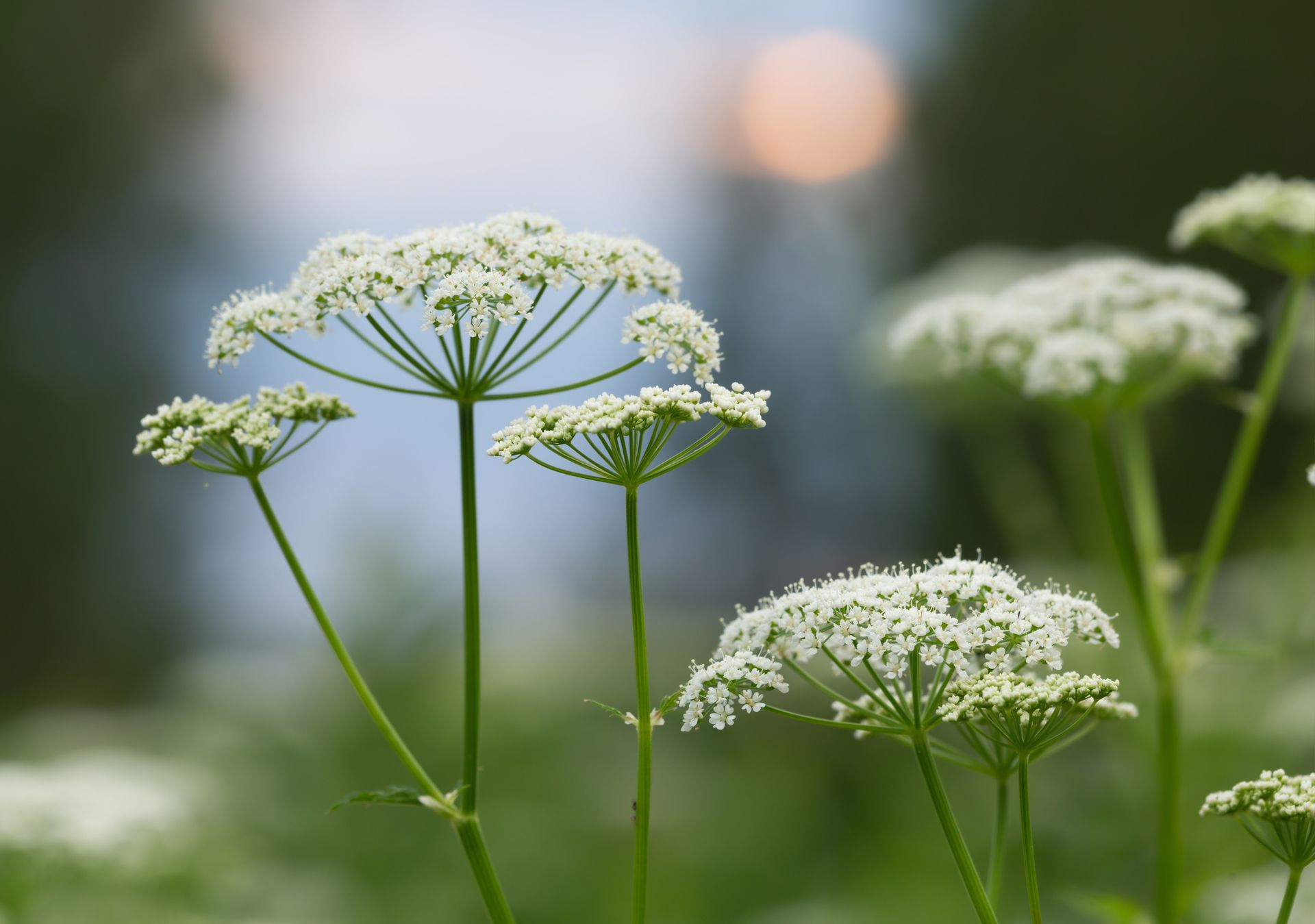 Podagrycznik - właściwości lecznicze i zastosowanie - PoradnikZdrowie.pl